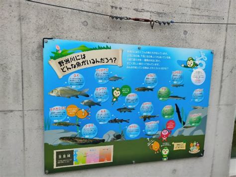 滋賀県の石部頭首工魚道に行ってきた kako blog