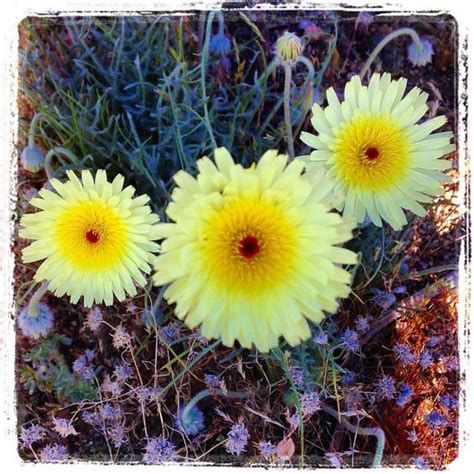 Best Places To See Wildflowers In The Inland Empire In 2024 Socal