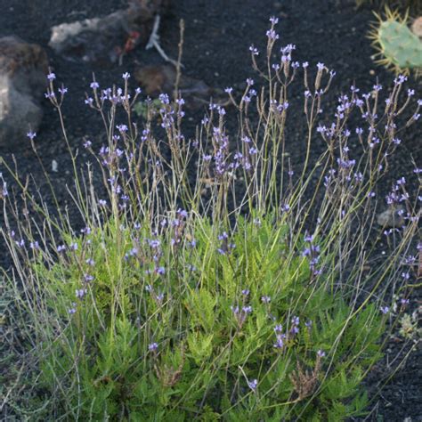 Canary Island Lavender Lavandula Canariensis Plant Care And How To Grow