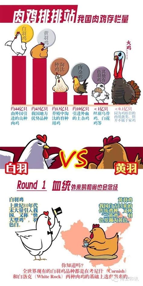 一张图看懂白羽肉鸡和黄羽肉鸡差别