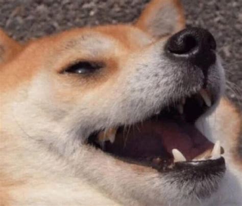 Собака Сиба ину Кошачьи цитаты Мемы