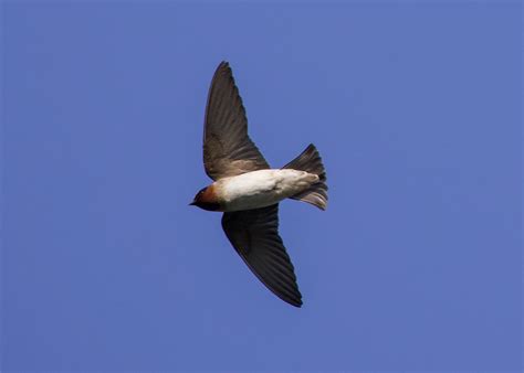 Identification Of Swallows In Flight — Chicago Bird Alliance Formerly