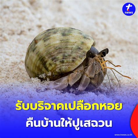 Tnews ทีนิวส์ อุทยานฯ หมู่เกาะสิมิลัน เปิดรับบริจาคเปลือกหอยช่วยปูเสฉวน อุทยานแห่งชาติหมู่