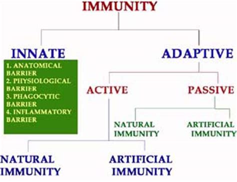 Different Types Different Immunity Types