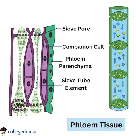 Phloem Structure Functions Loading Unloading