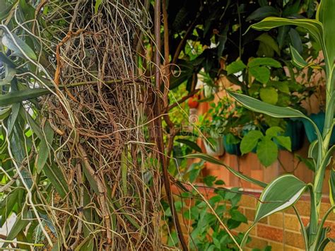 Cassytha Filiformis Or Love Vine Is An Stock Image Image Of Fresh Focus 365137095