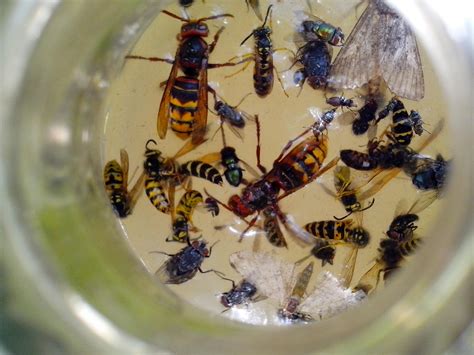 Free Picture Several Different Types Insects Bottle