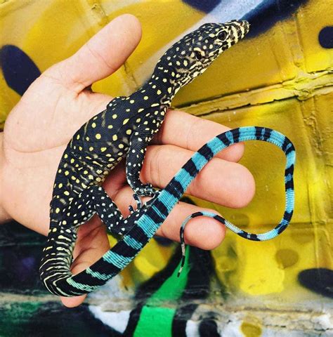 all about the blue tail monitor care habitat and behavior vital frog