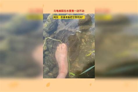 搞笑视频 乌龟被踩在水里竟一动不动 乌龟 视频