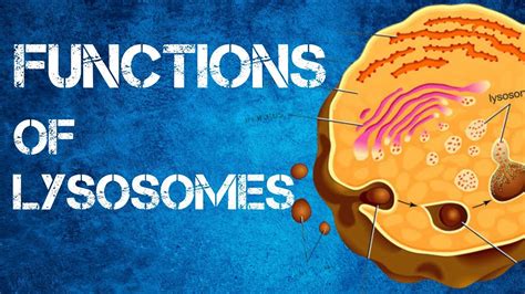 Lysosomes Quizlet At Deborah Clayton Blog