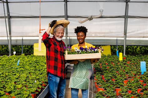 밀짚 모자를 쓴 노인과 온실에서 많은 꽃을 수확 한 후 아프리카 동료의 초상화 원예학에 대한 스톡 사진 및 기타 이미지 원예학 25 29세 2명 Istock