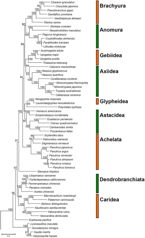 ‘total Evidence Phylogenetic Tree Obtained From Ml Analysis Based On A Download Scientific