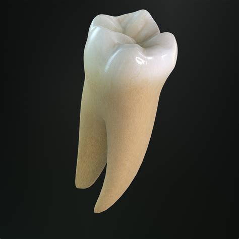 Teeth Permanent Dentition Max
