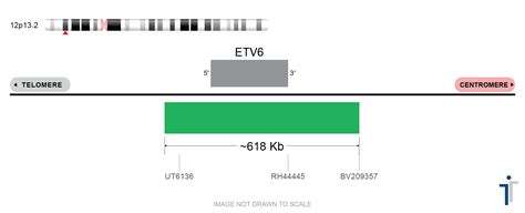 BDot ETV RUNX FISH Probe Empire Genomics