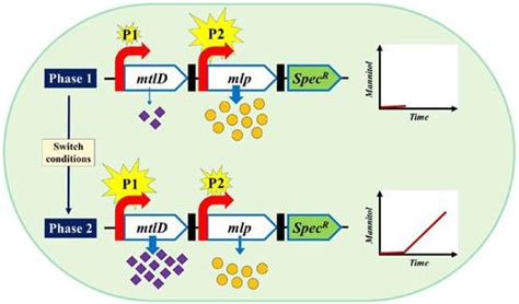 细长聚球藻光自养生产甘露醇的代谢工程 Biotechnology And Bioengineering X Mol