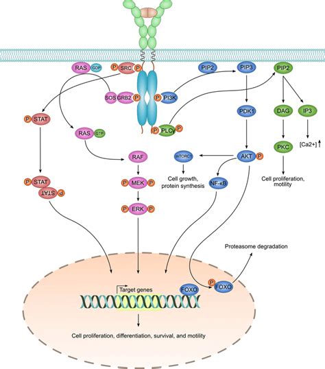 Cst Tcell Receptor Signalling Pathway