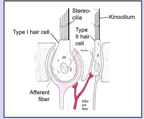 Vestibular System Flashcards Quizlet