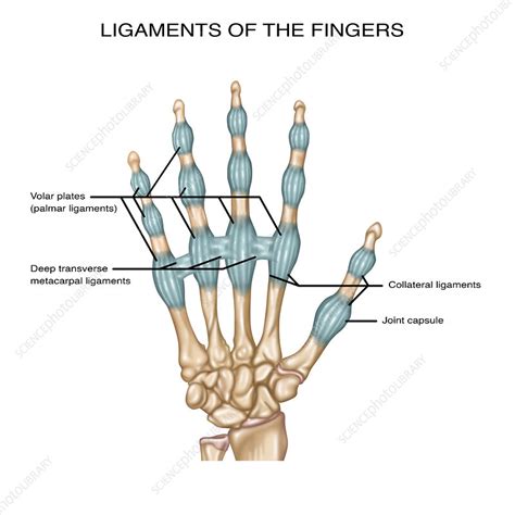 Finger Ligaments Illustration Stock Image F0318238 Science