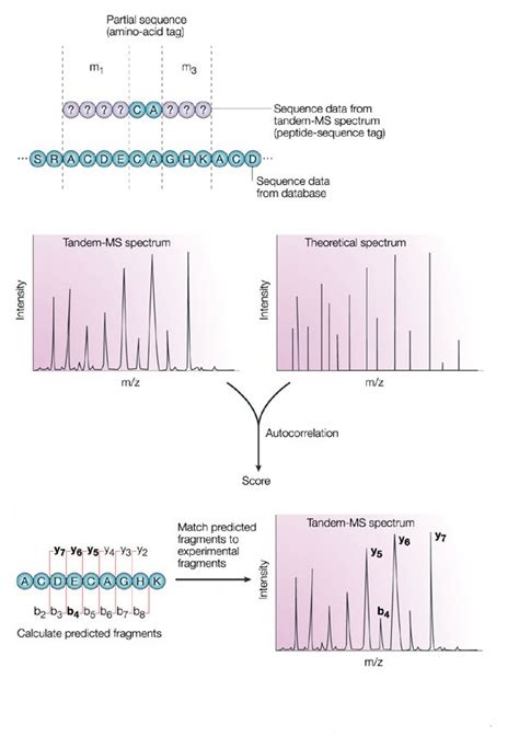 肽谱图分析 蛋白质组学蛋白质组学服务蛋白质测序蛋白质生物信息分析 北京明德正康医学研究有限公司
