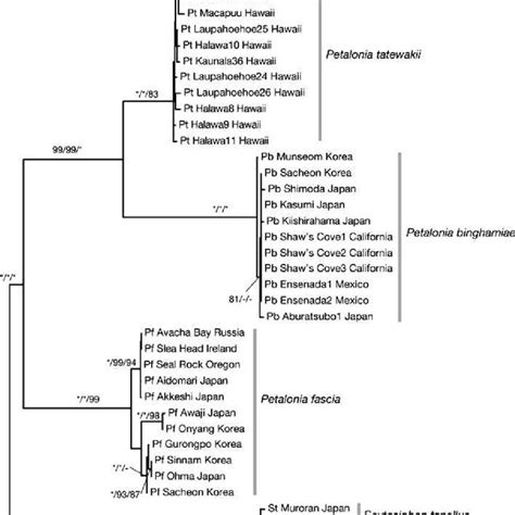 Maximum Likelihood Phylogenetic Tree Based On Rbc L Sequences Of The