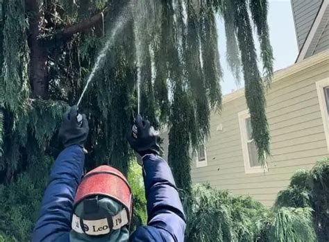 Raid Wasp Killer Review Ultimate Guide