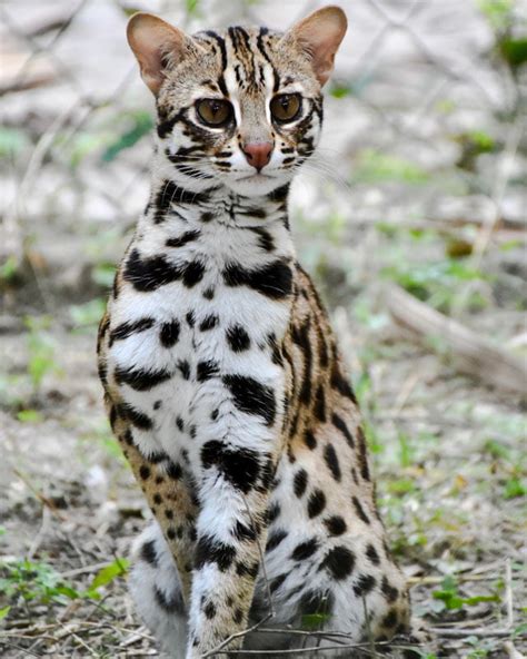 Albino Leopard Cat