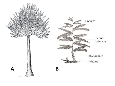 Monilophytes Fossiles Et Phylogénie Monilophytes Diversité Et Classification Des Plantes