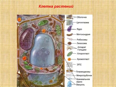 Сходство и различия клеток растений грибов и животных Online Presentation