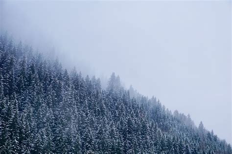 산 침엽수 림에서 가을과 겨울의 만남 겨울의 문턱에있는 산속의 녹색 노랑 흰색 숲 숲의 가을겨울 패턴 구름 속의 산에 침엽수 림의 가느 다란 행 0명에 대한 스톡 사진 및