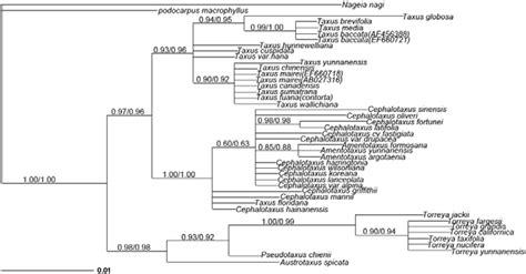 Bayesian 50 Majority Rule Consensus Tree 8000 Trees Sampled Burn In
