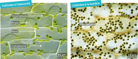 Des cellules de feuille délodée observées au microscope optique