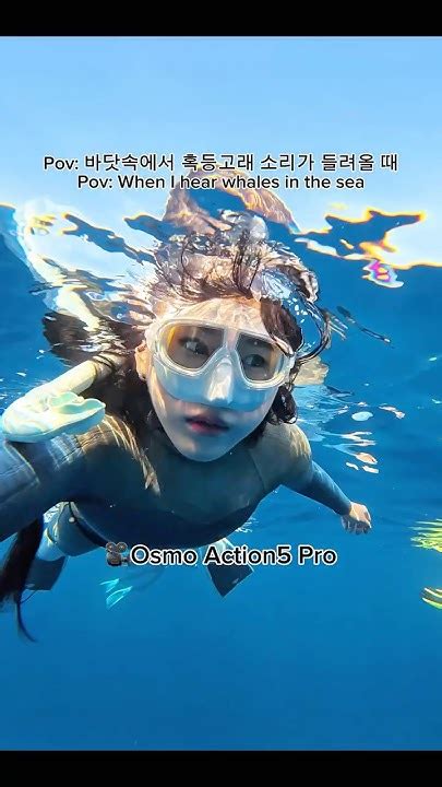 오키나와에서 혹등고래와 아이 컨택 Youtube