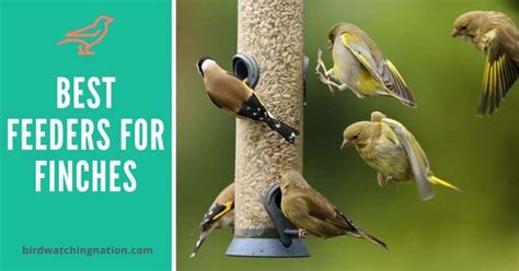 Discover The 9 Best Finch Feeders For Your Backyard In 2023