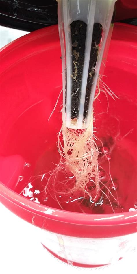 Foldgers Mini Dwc Power Plant Auto😁 R Dwc