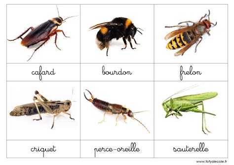Nomenclature Les Insectes