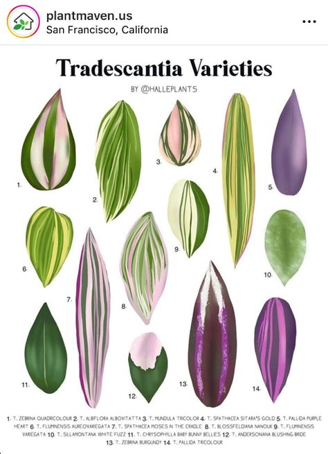 Pin By Nieves Hernandez On Plantes In 2023 Plant Identification