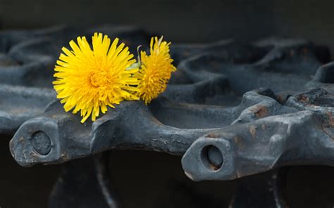 차가운 강철 전쟁과 삶의 색상의 따뜻함 민들레 봄 꽃 트랙은 장갑차 를 추적 합니다 노란 민들레 한 켤레 매크로 사진 흐린 배경 배경 사진 0명에 대한 스톡 사진 및 기타
