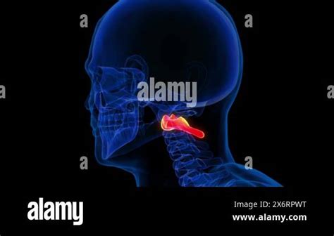 Human Skeleton Axis Bone Anatomy 3d Animation For Medical Concept Stock Video Footage Alamy