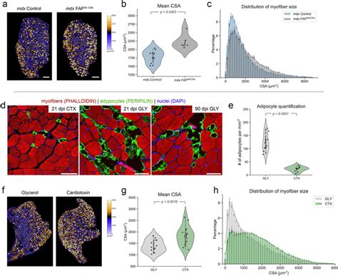 Cellpose And Labelstorois Enable The Quantification Of Csa Across Download Scientific Diagram