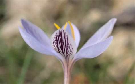Odd Symmetry R Photographs
