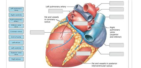 Pictures Of Atrioventricular Bundle Healthiack