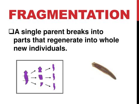 PPT Asexual Reproduction Vs Sexual Reproduction PowerPoint Presentation ID