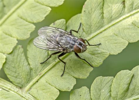 Discussion Forum Diptera