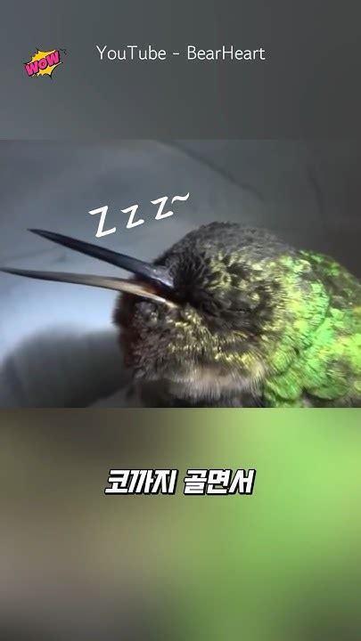 코골이가 귀여운 세상에서 가장 작은 새 Youtube