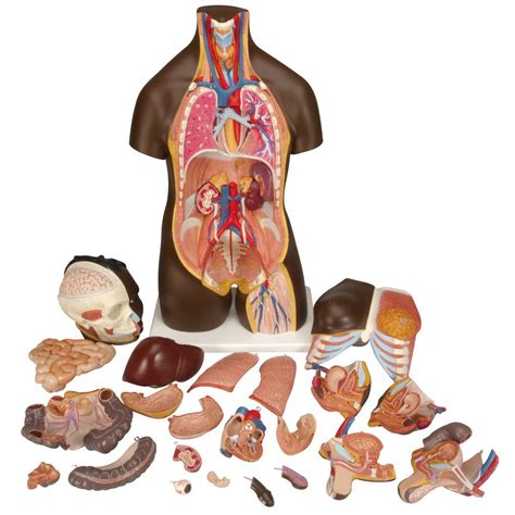 3b Scientific B37 Deluxe African Dual Sex Torso Model 24 Part