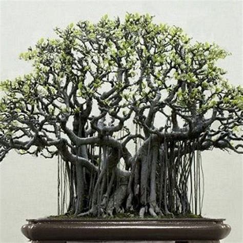 Bodhi Tree Ficus Religiosa Buy Online At Seeds Of Plenty Seeds Of