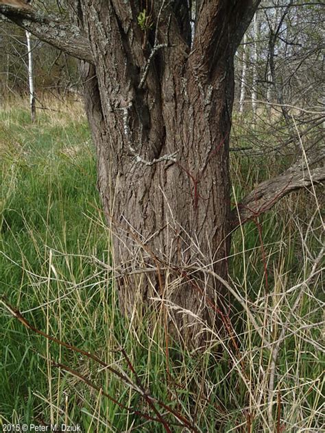 Salix Bebbiana Bebbs Willow Minnesota Wildflowers