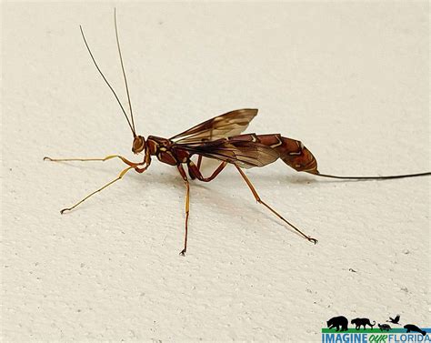 Long Tailed Giant Ichneumonid Wasp Imagine Our Florida Inc