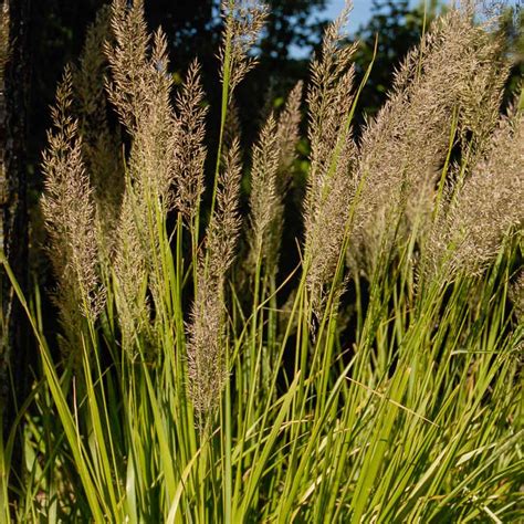 Korean Feather Reed Grass