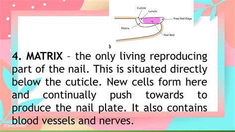Nail Structure And Shapespptx